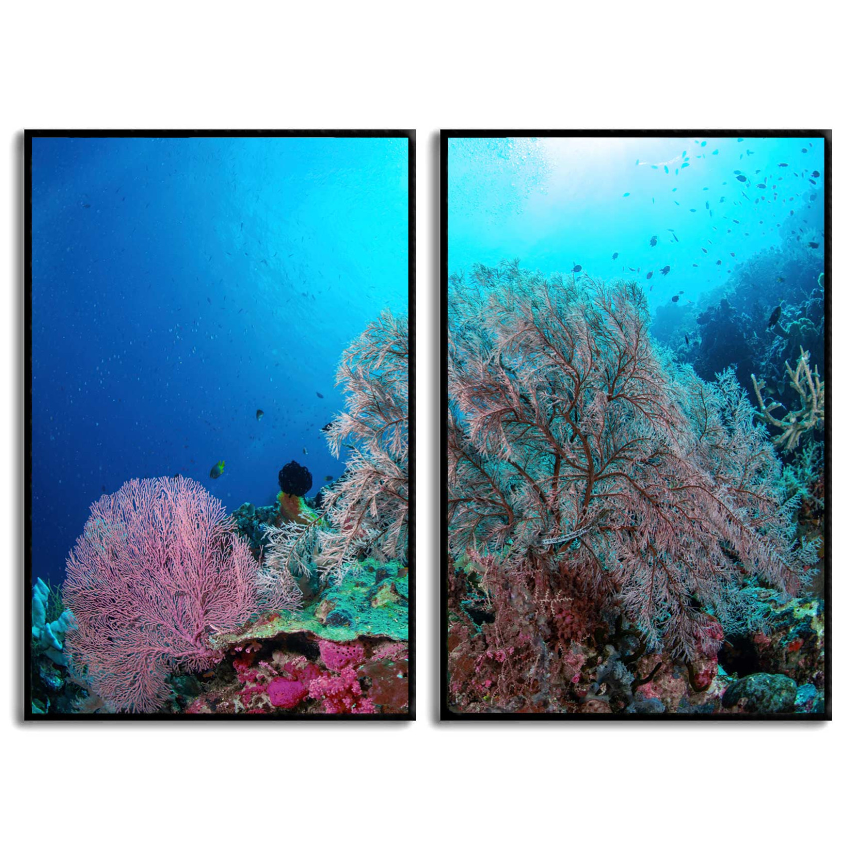 Corals under the sea - Two piece poster