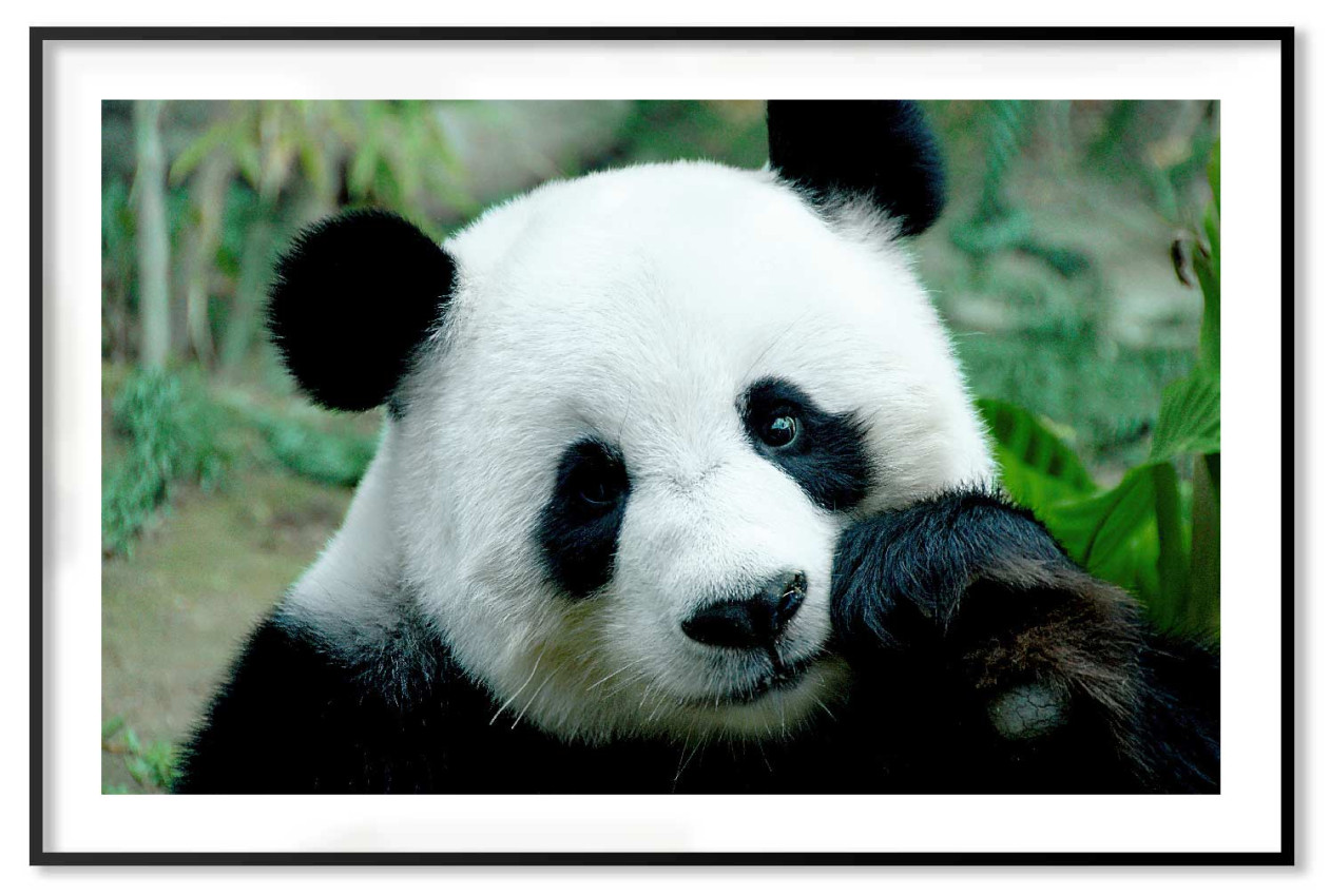 Super cute panda - Animals poster
