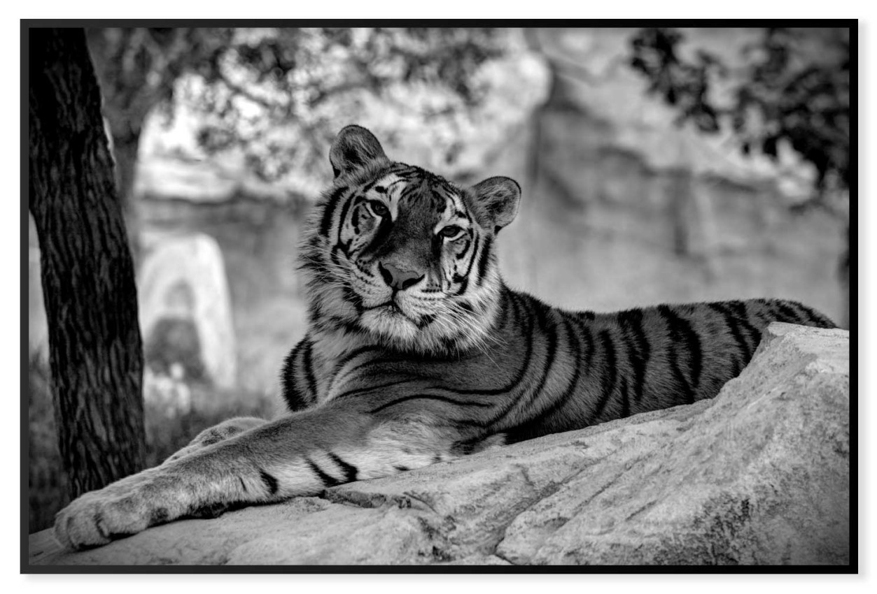 Stor Tiger Svartvit - Poster