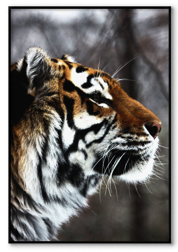 Tiger fotografi - Enkel poster - SwedeArts