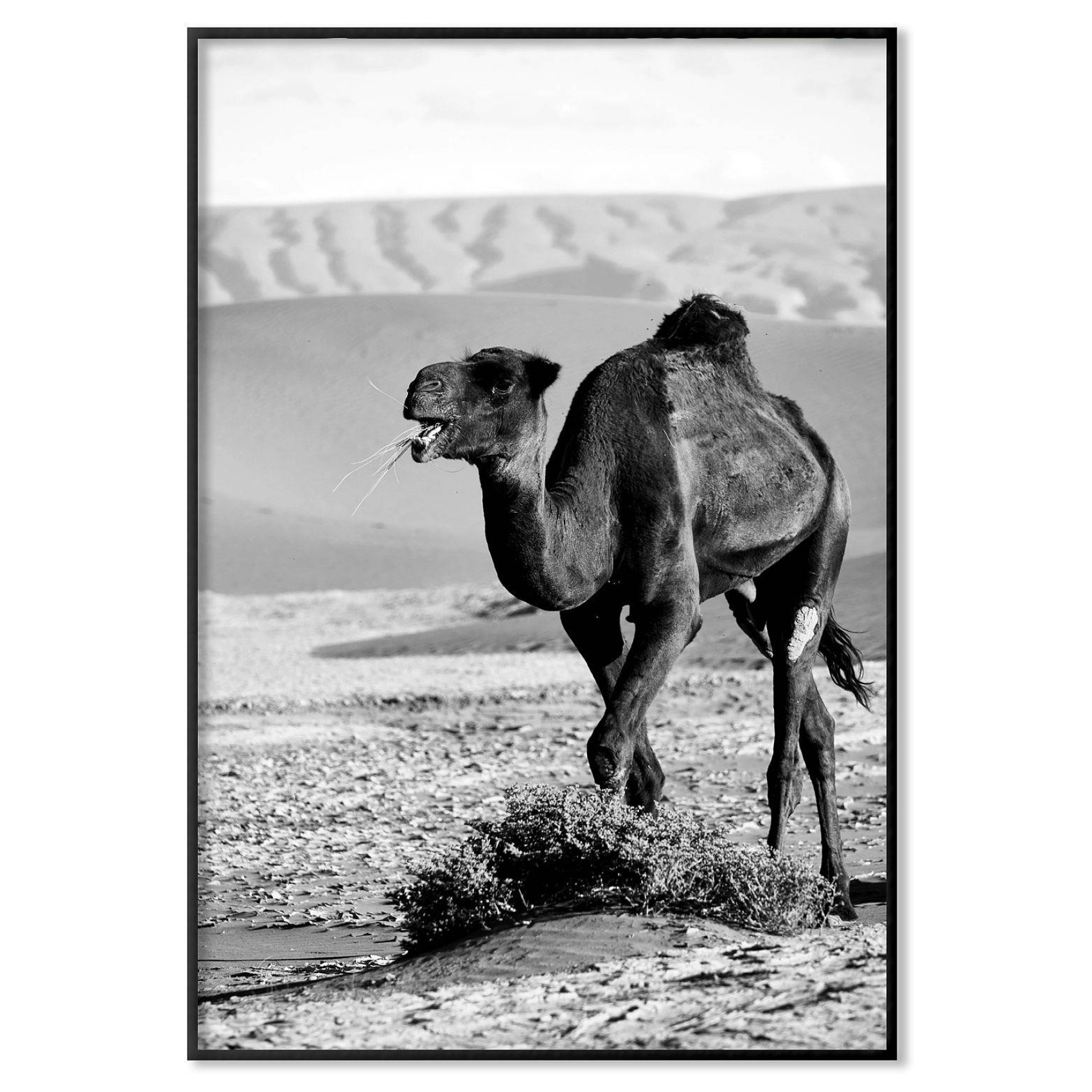 Kamel i Egypten - Svartvit poster - SwedeArts