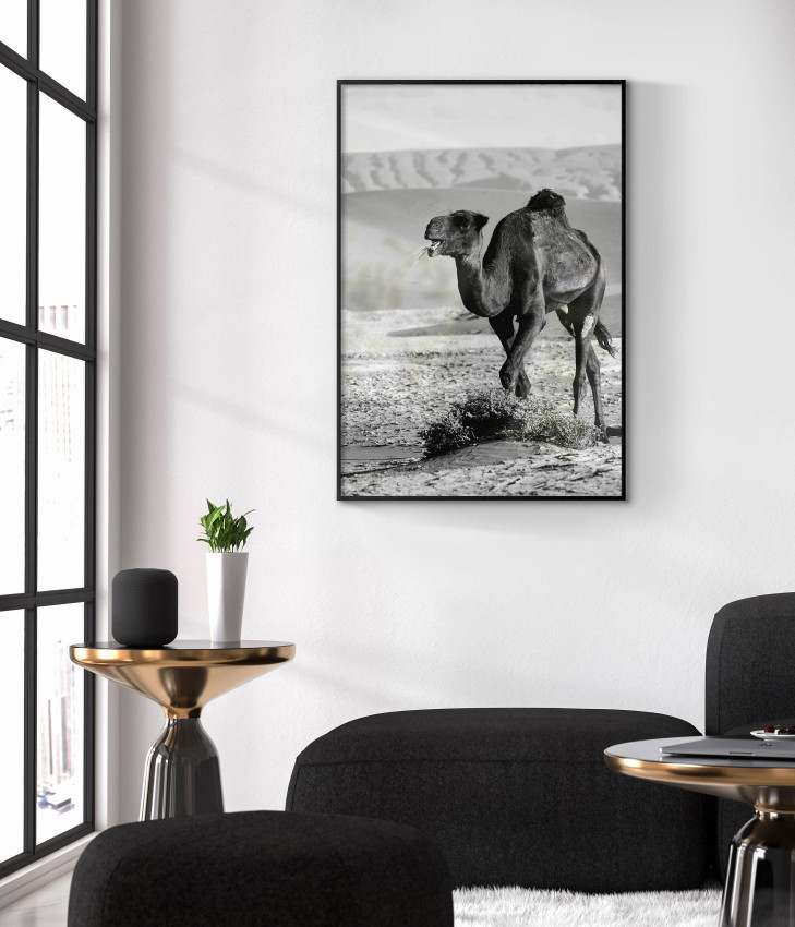 Kamel i Egypten - Svartvit poster - SwedeArts