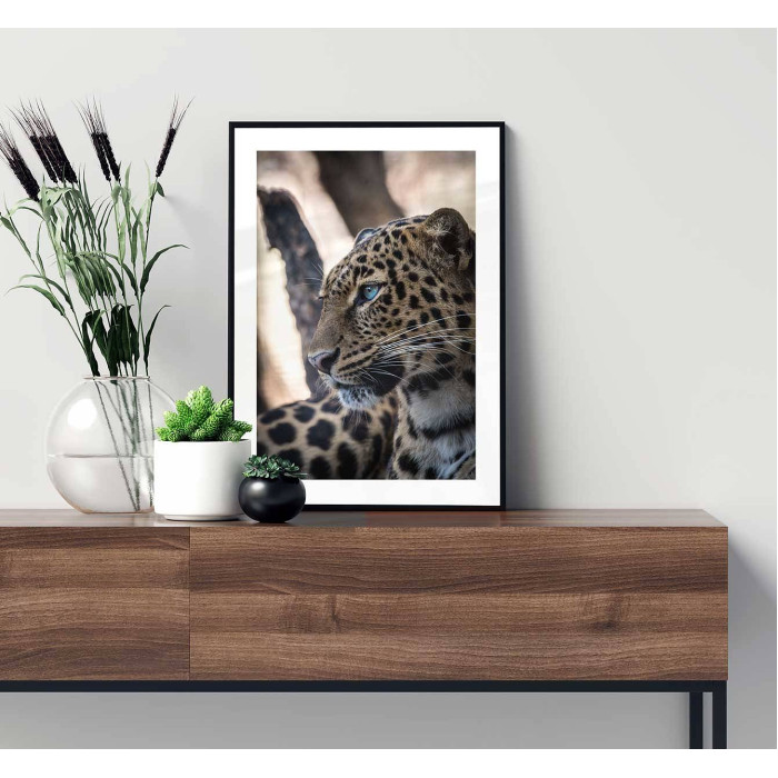 Köp fina färgglada djurtavlor & posters med svartvita djurmotiv