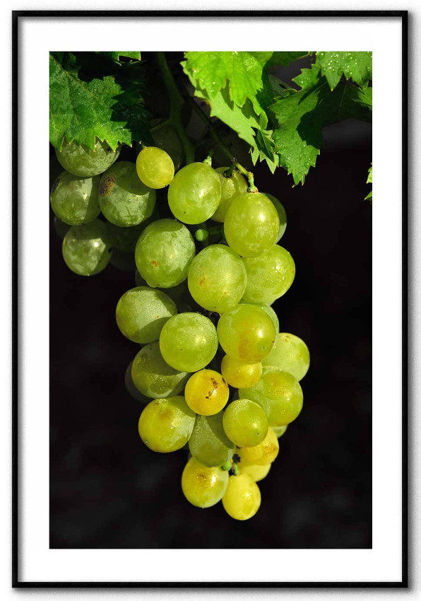 Gröna vindruvor - Frukt poster