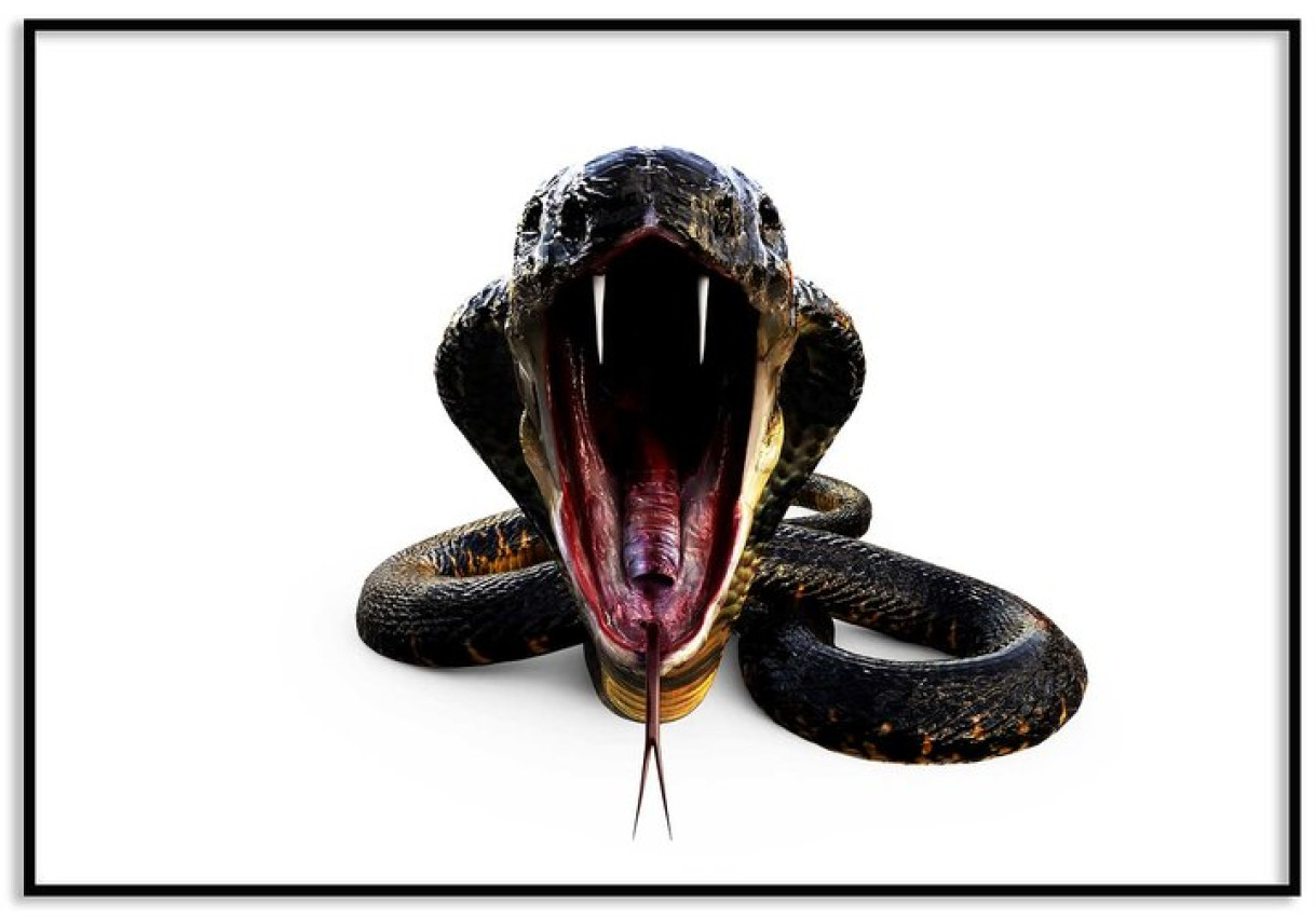 King Cobra orm - Svartvit poster - SwedeArts