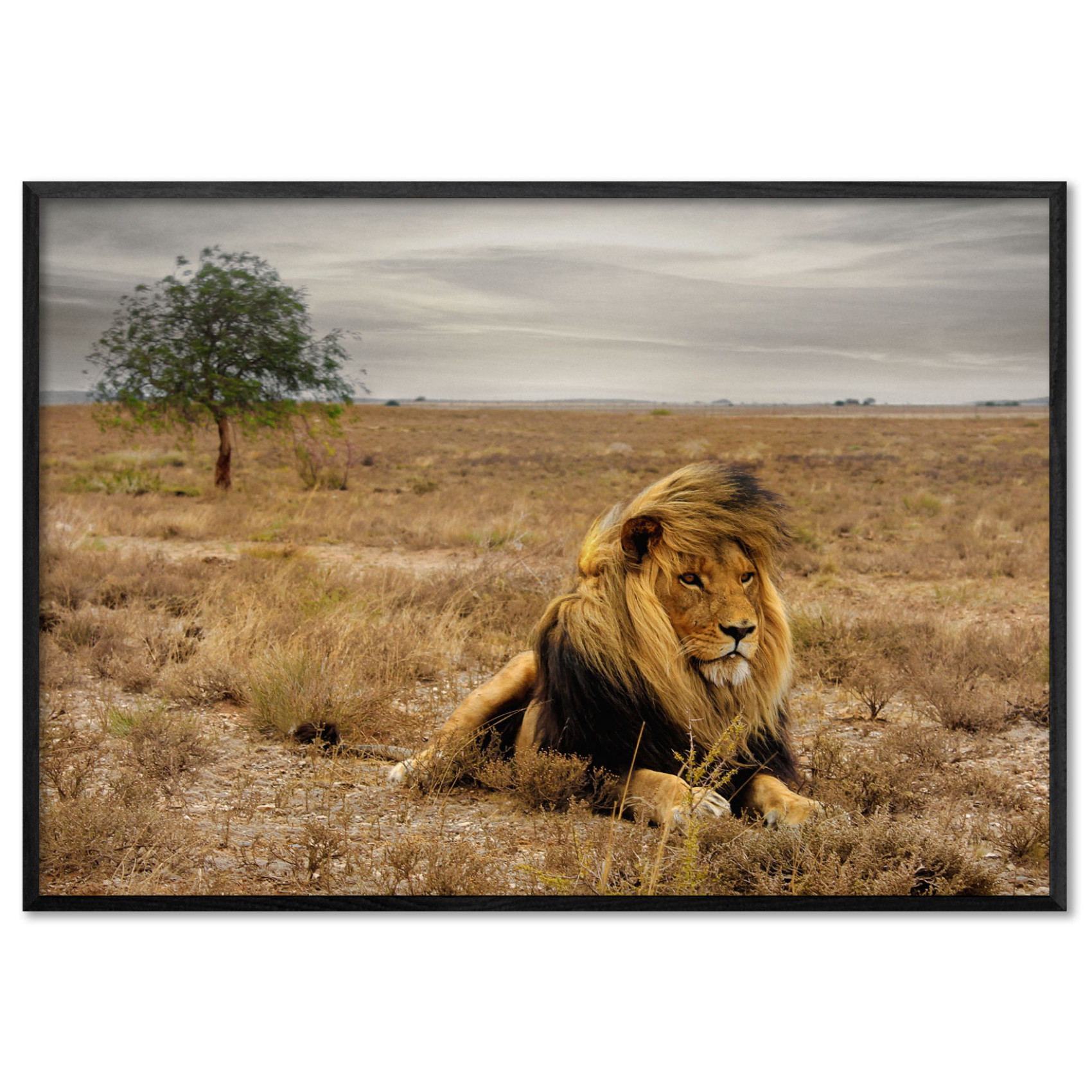 African Lion - Poster