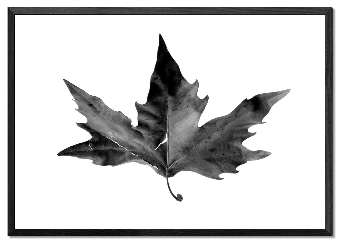 All posters & prints : Autumn Leaf - Black and White Poster