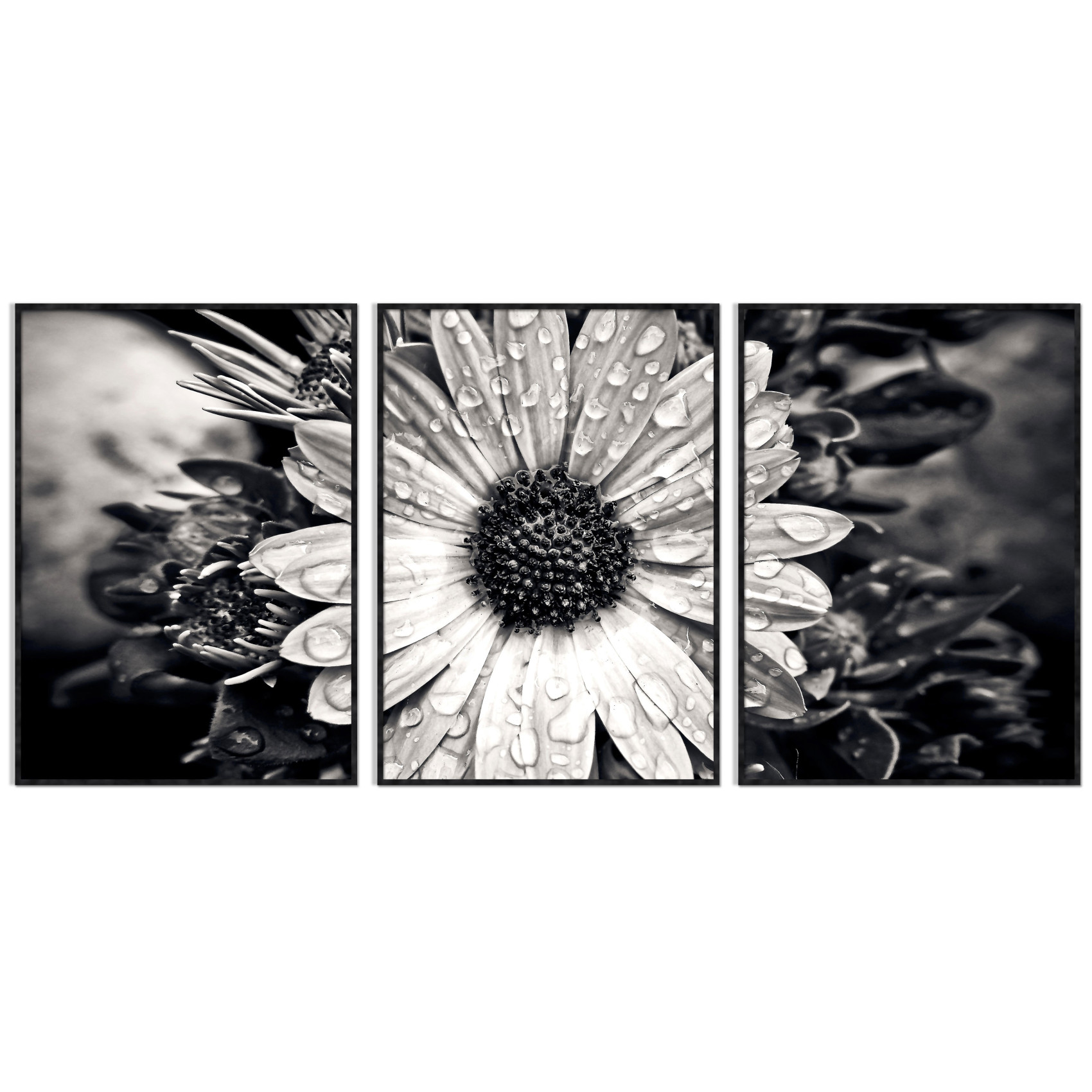 Svartvit aster blomma i regn - Tredelad tavla