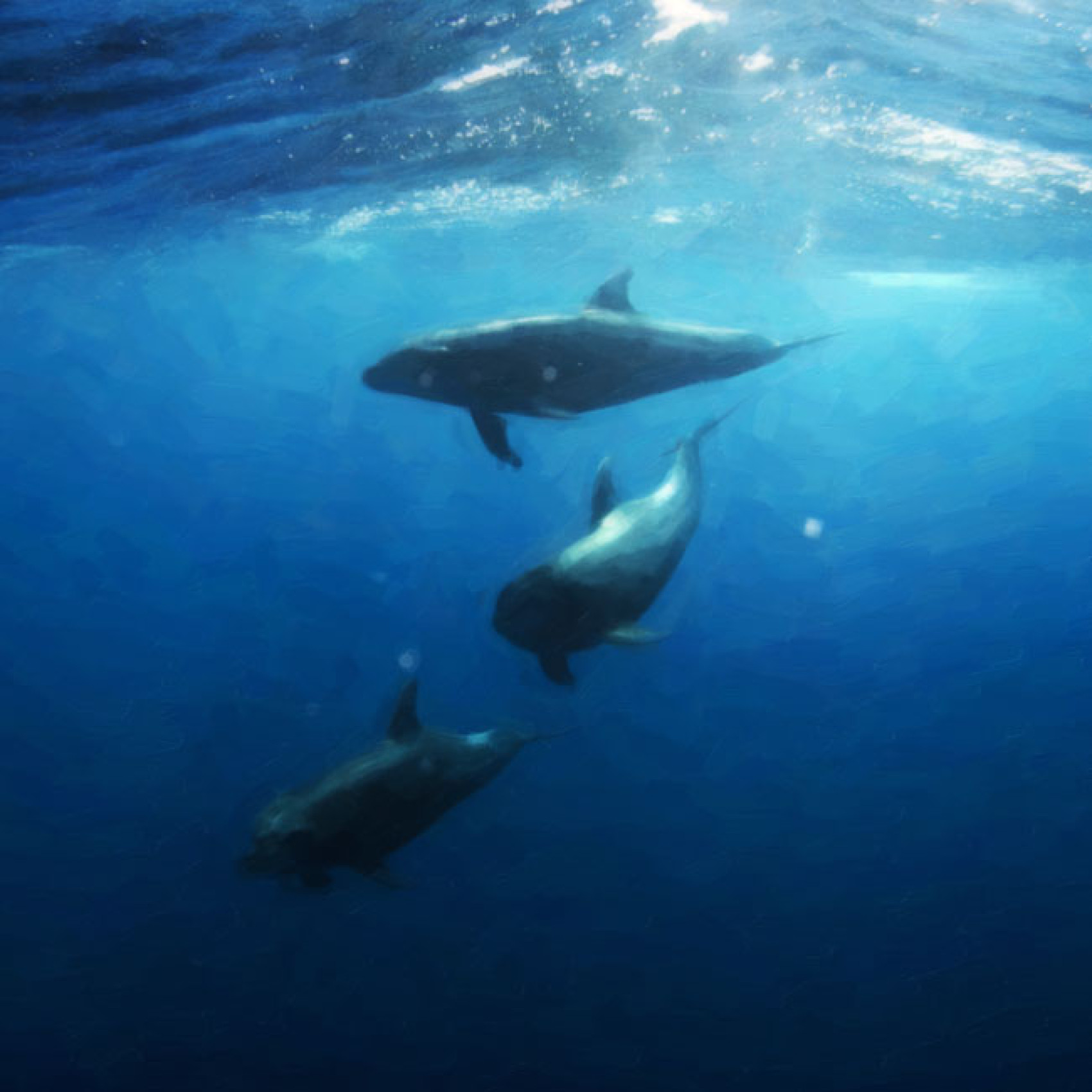 Delfiner i Havet - Poster i Tre delar