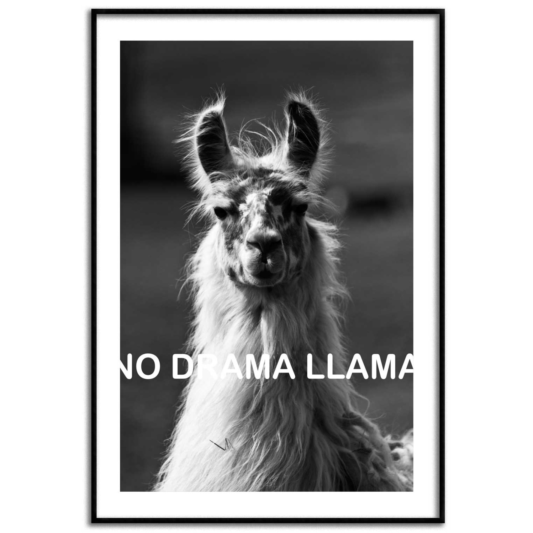 No drama Llama - Svartvit poster
