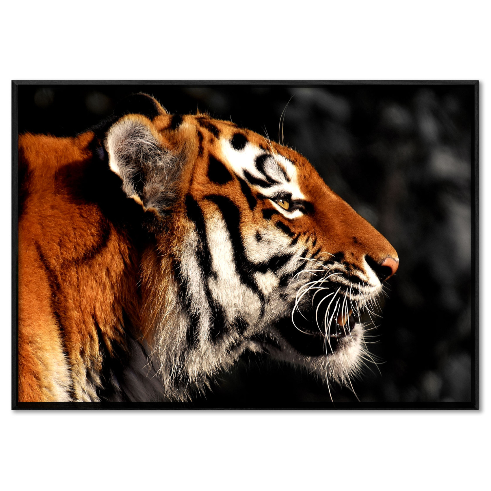 Tavla med en Tiger i Profil